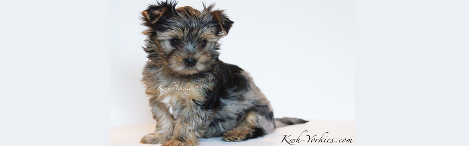 Colorful Yorkies has 2018 Exotic Colored Yorkies Puppies For Sale ...
