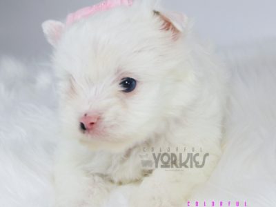 Colorful Yorkies has 2018 Exotic Colored Yorkies Puppies For Sale ...