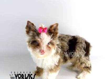 Colorful Yorkies has 2018 Exotic Colored Yorkies Puppies For Sale ...