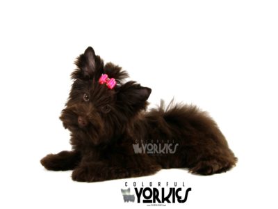 Colorful Yorkies has 2018 Exotic Colored Yorkies Puppies For Sale ...