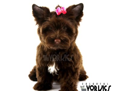 Colorful Yorkies has 2018 Exotic Colored Yorkies Puppies For Sale ...