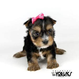 Colorful Yorkies has 2018 Exotic Colored Yorkies Puppies For Sale ...