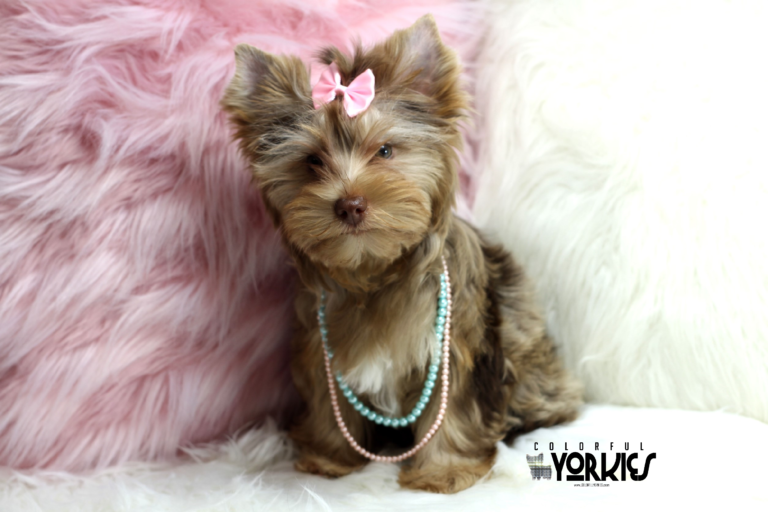 Jezzie Chocolate Merle Yorkie - Colorful Yorkies