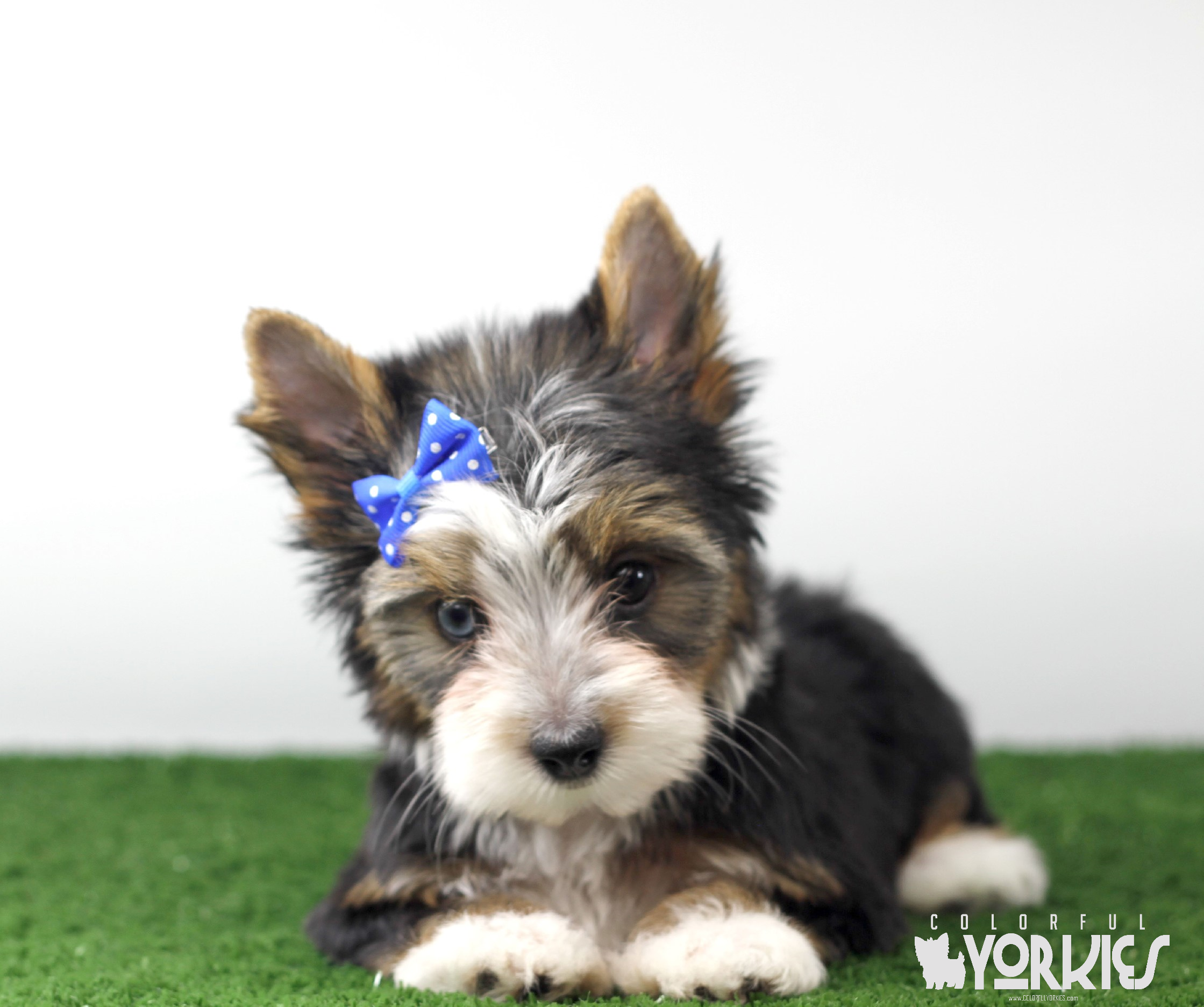 Blue eye Alaska Tri Yorkie - Colorful Yorkies