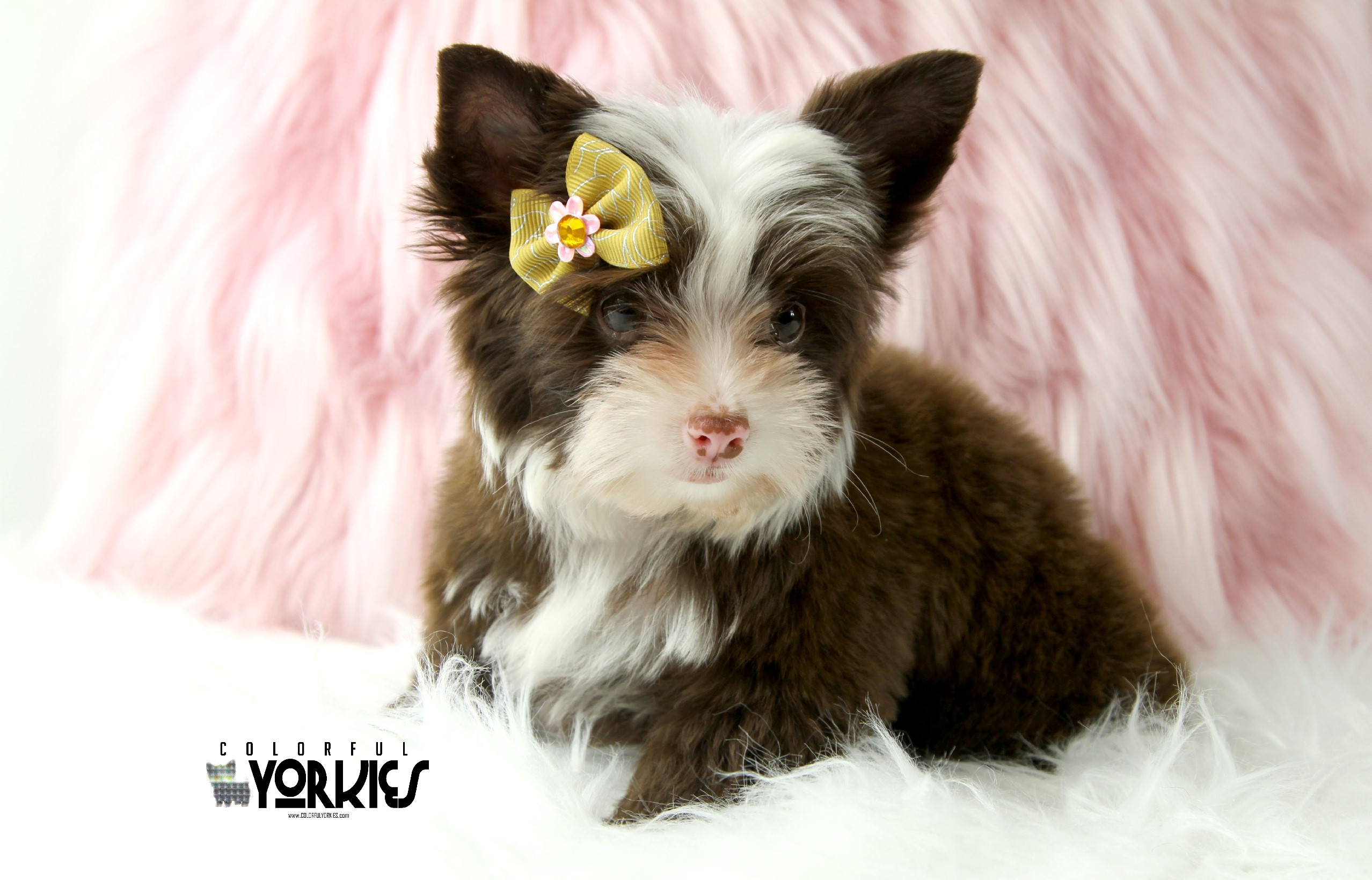 Boots Chocolate and White - Colorful Yorkies