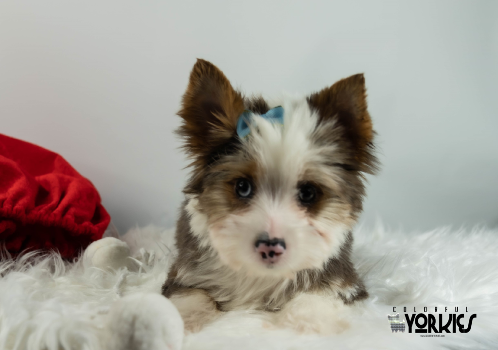 DOLI BLUE EYE BLUE MERLE - Colorful Yorkies