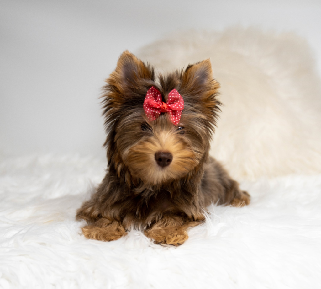 GIDGET COCO MERLE YORKIE - Colorful Yorkies