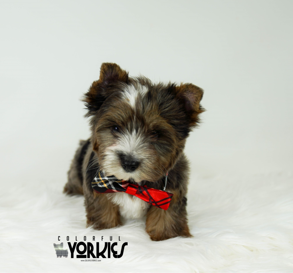 Chubb Blue Merle Yorkie - Colorful Yorkies
