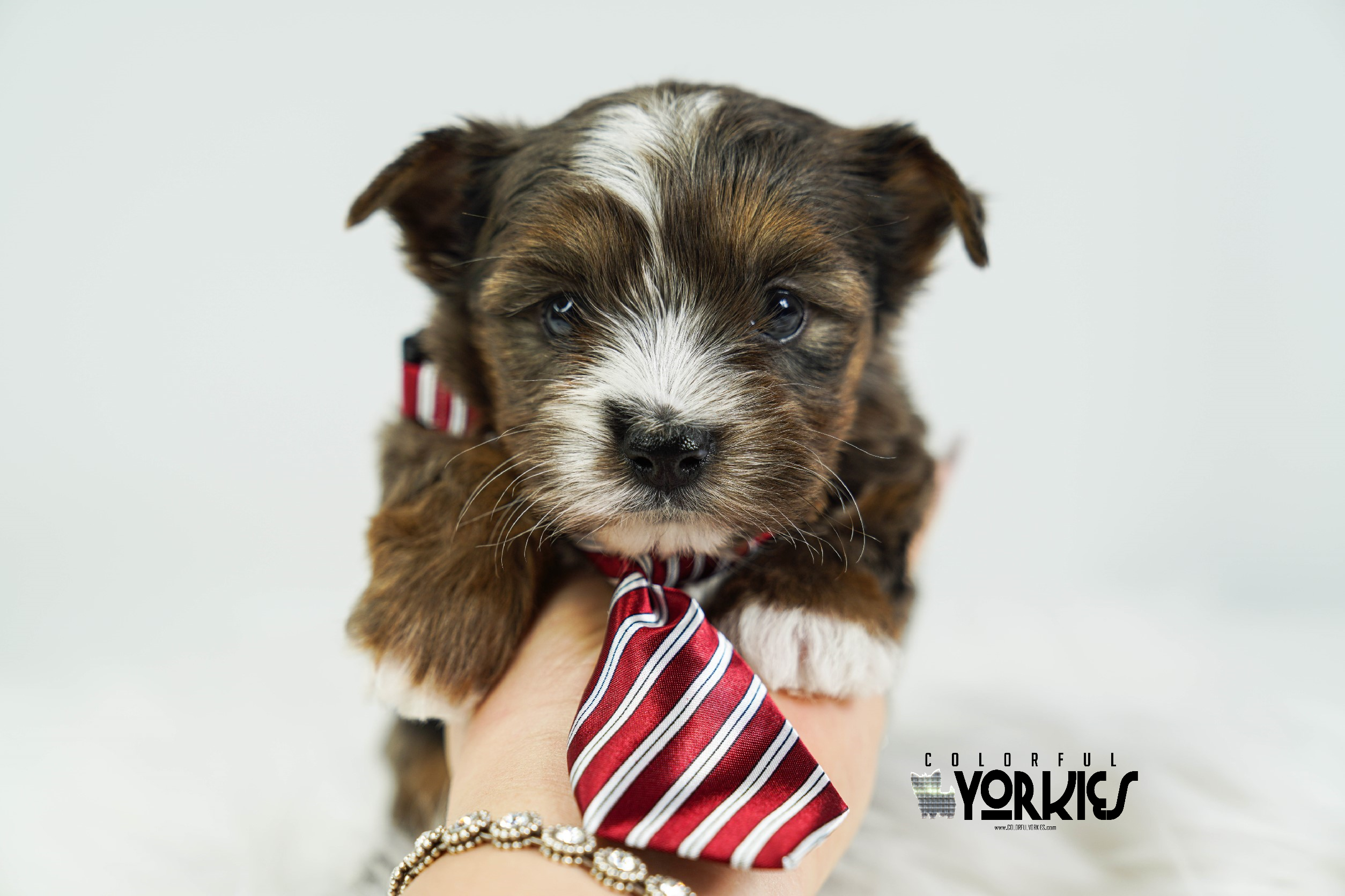 Chubb Blue Merle Yorkie - Colorful Yorkies