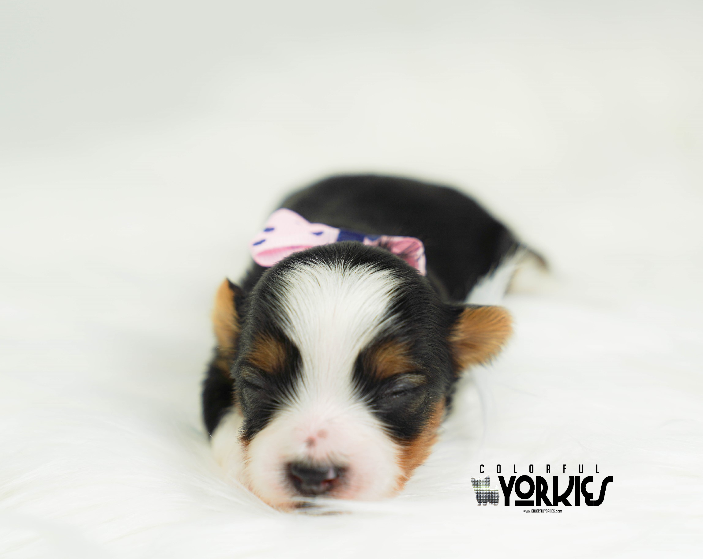- Colorful Yorkies