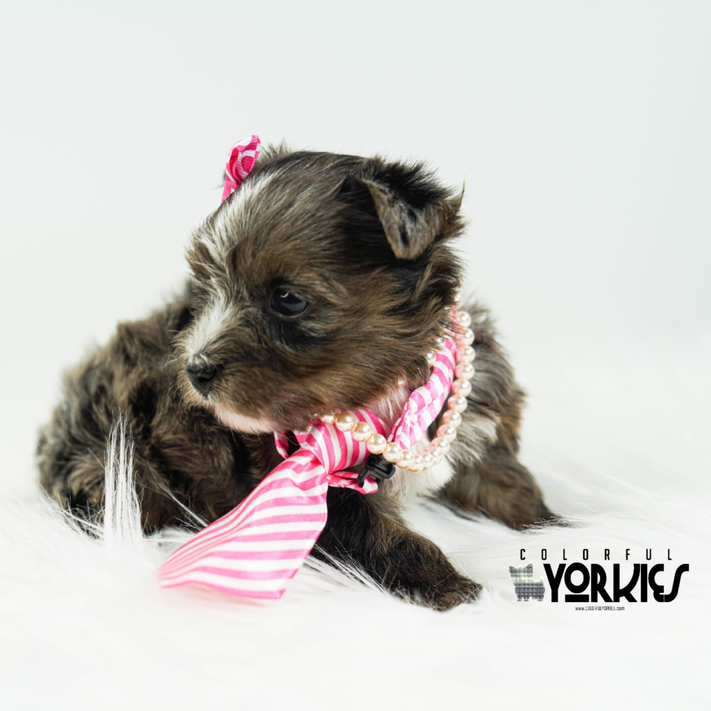 Gurley Blue Merle Yorkie - Colorful Yorkies