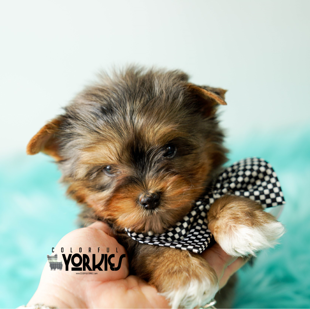 whis is available at www.ColorfulYorkies.com your puppyspot to find the ...