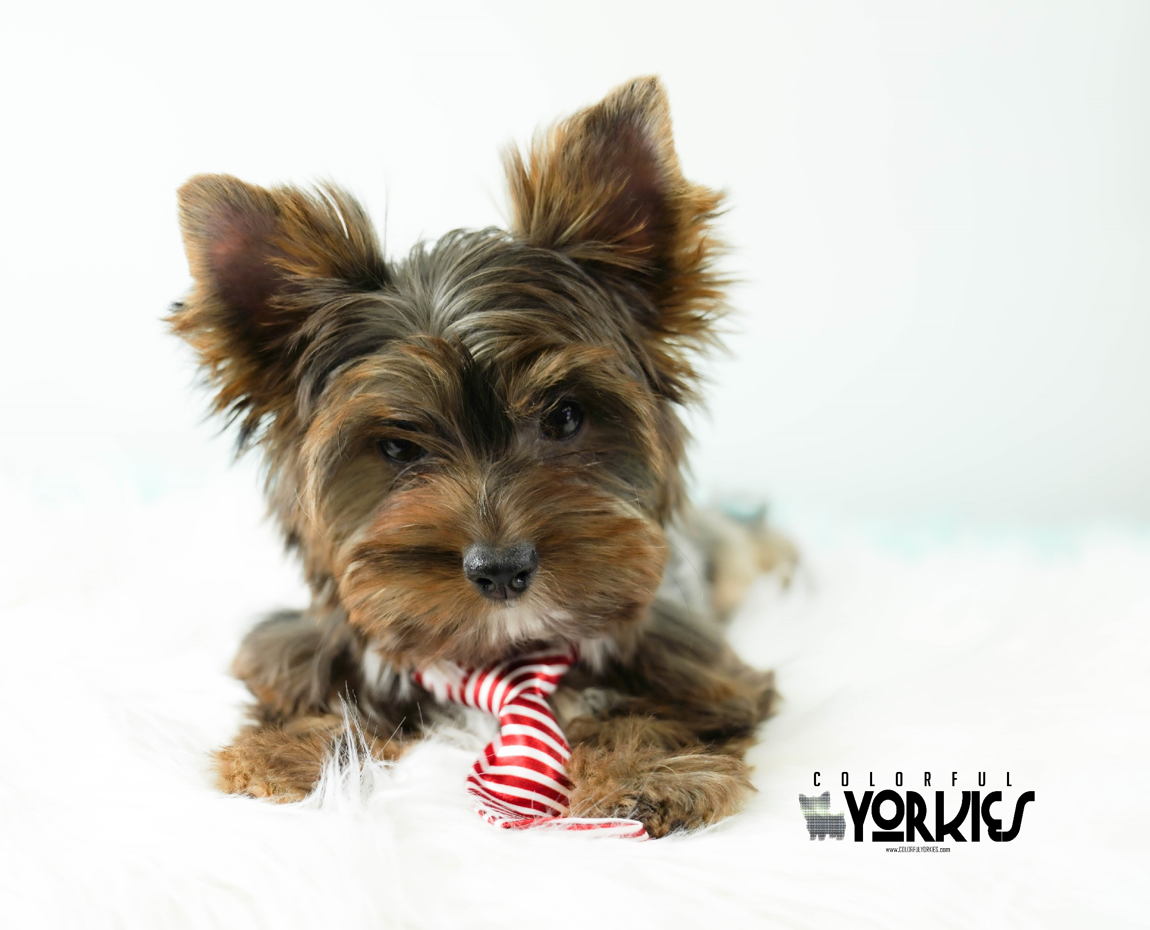 Amari Blue Merle Yorkie - Colorful Yorkies