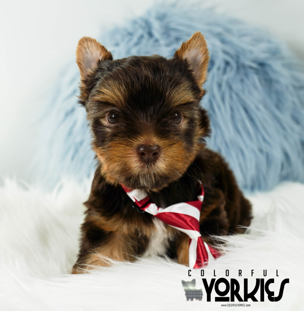 Beans! is Available at www.ColorfulYorkies.com your puppyspot to find ...