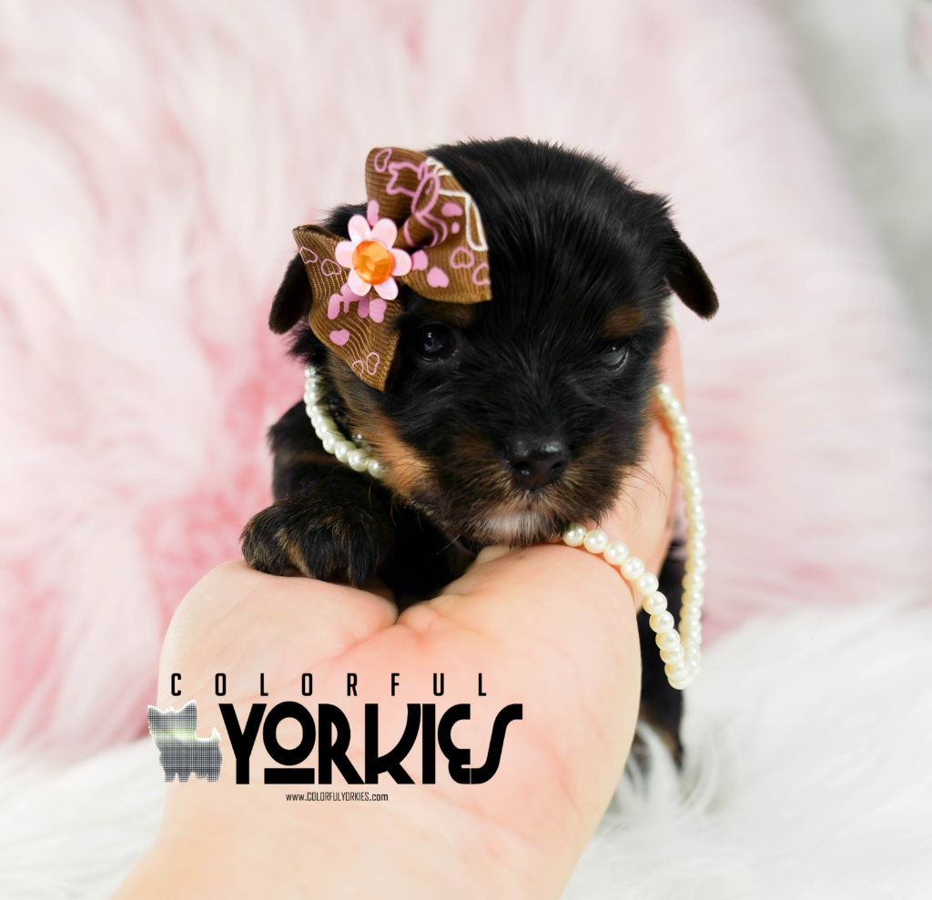 Coming soon! is Available at www.ColorfulYorkies.com your puppyspot to ...