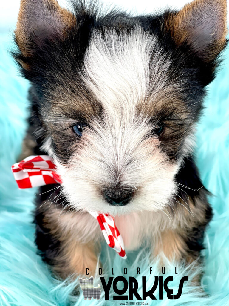 shadow is Available at www..ColorfulYorkies.com your puppyspot to find ...